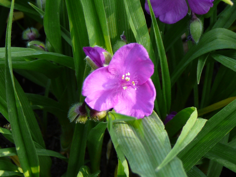 Tradescantia andersoniana ‘Rubra’ - Féérie Végétale