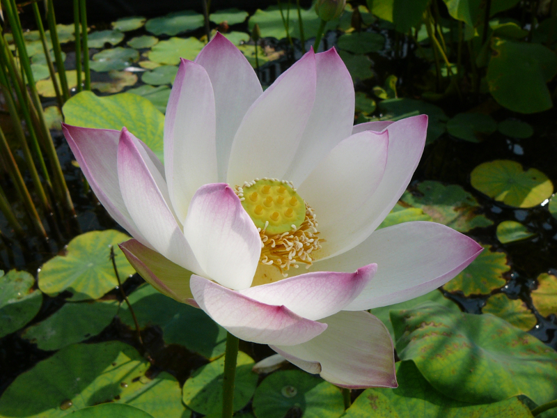 Sing Birdie Sing - Féérie Végétale