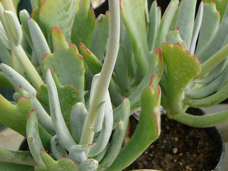 Cotyledon orbiculata var. oblonga ‘Takbok’ - Féérie Végétale