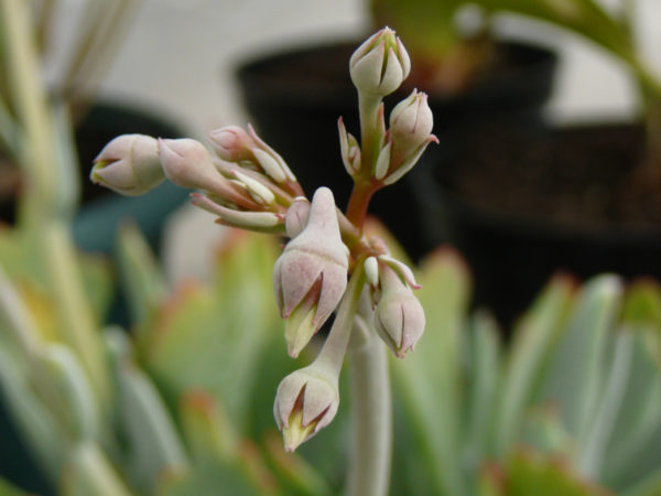 Cotyledon orbiculata var. oblonga ‘Takbok’ - Féérie Végétale